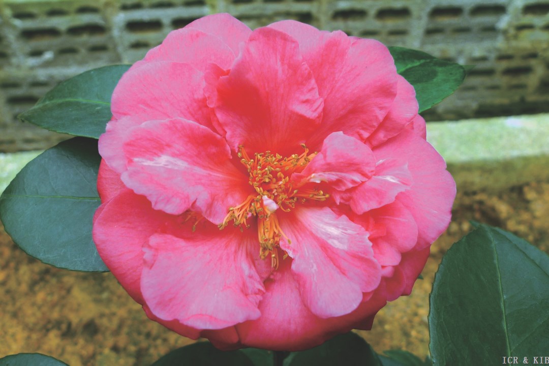Xiari Fenli Cultivars International Camellia Register xiari-fenli-cultivars-international-camellia-register