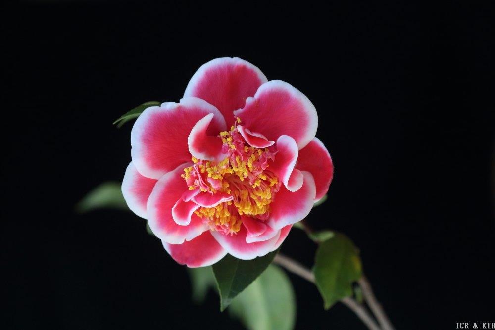 Tama Glitters-Cultivars-International Camellia Register