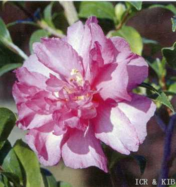 Tanushi-no-mai-Cultivars-International Camellia Register